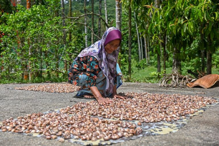 Biji pinang jadi sumber pendapatan
