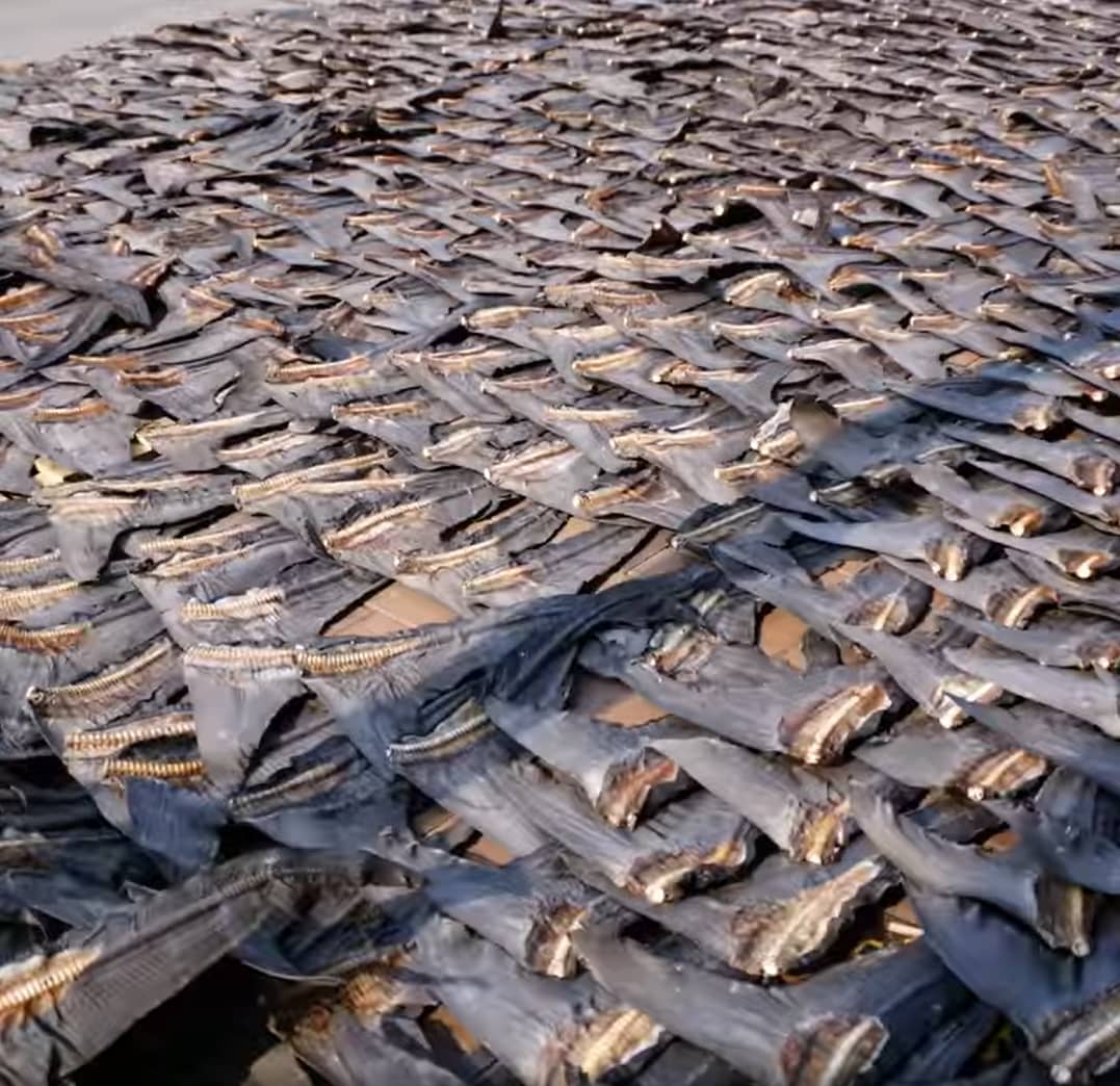 Malaysia masih amal ‘Tak Nak Sirip Yu’ - Utusan Malaysia