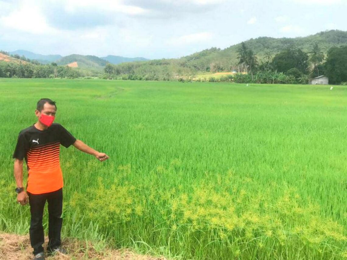 100 pesawah bimbang padi rosak - Utusan Malaysia