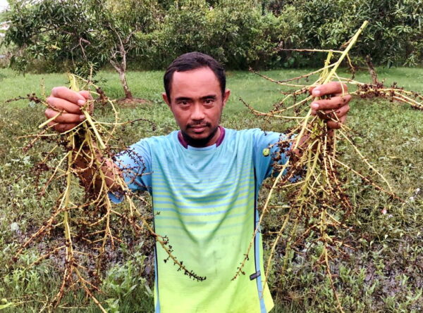 Mengapa harumanis mahal? - Utusan Malaysia