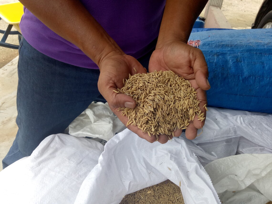 69,654 kampit benih padi diagih ke Kedah, Perlis - Utusan Malaysia