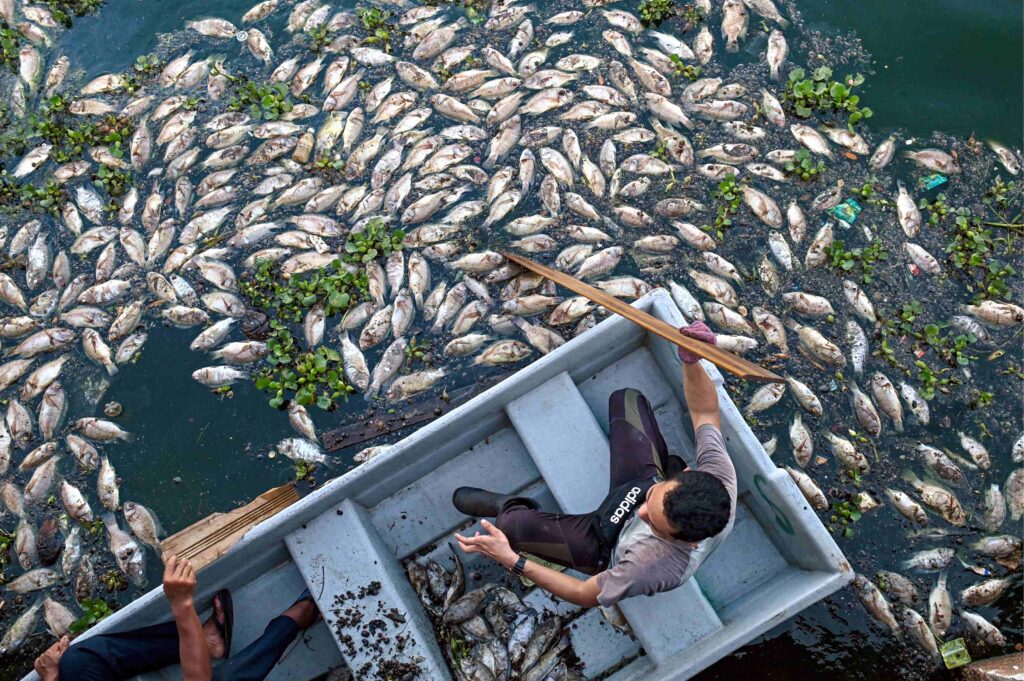 Ribuan ikan tilapia mati akibat cuaca panas di Tasik Unisza - Utusan ...