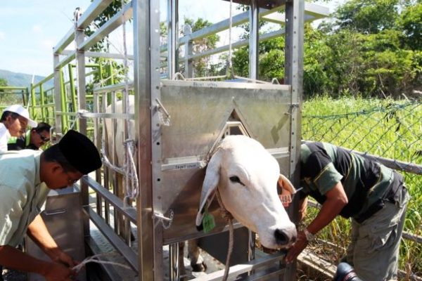 Sembelih lembu hanya 10 minit - Utusan Malaysia