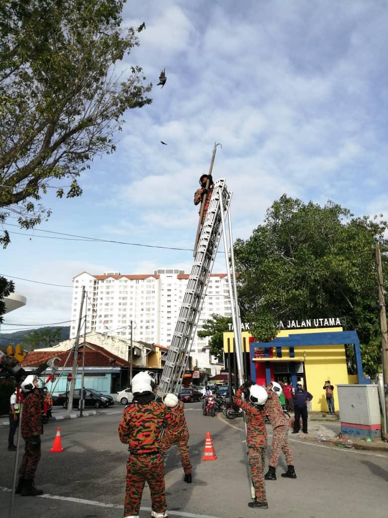 Burung gagak pun diselamatkan bomba - Utusan Malaysia