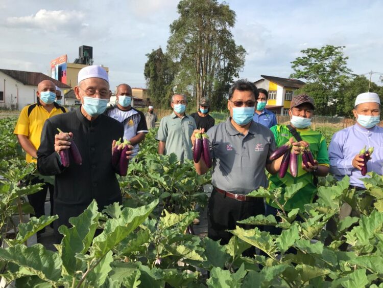 Projek pertanian bandar jimat kos sara hidup - Utusan Malaysia