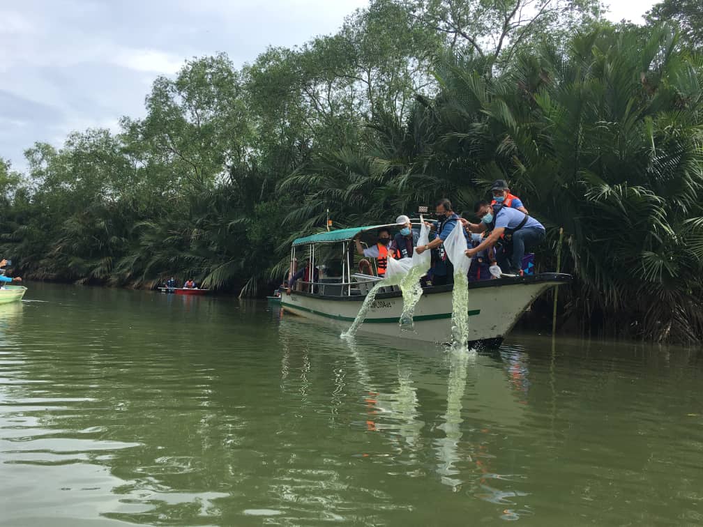 25,000 benih udang galah mati angkara jala - Utusan Malaysia