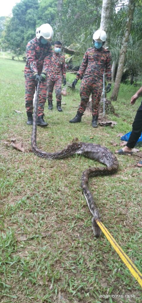 Bomba tangkap ular sawa selepas telan anak kambing - Utusan Malaysia