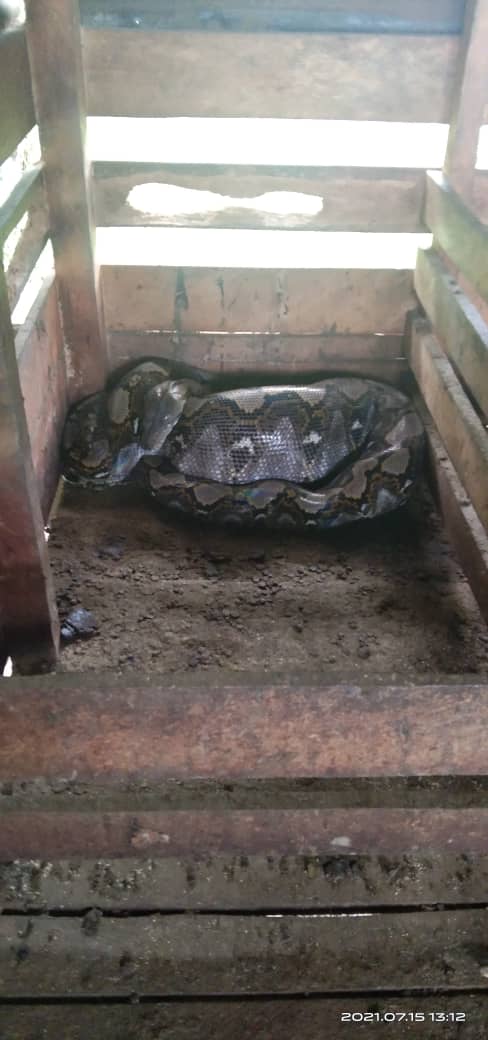 Bomba tangkap ular sawa sepanjang 12 kaki - Utusan Malaysia