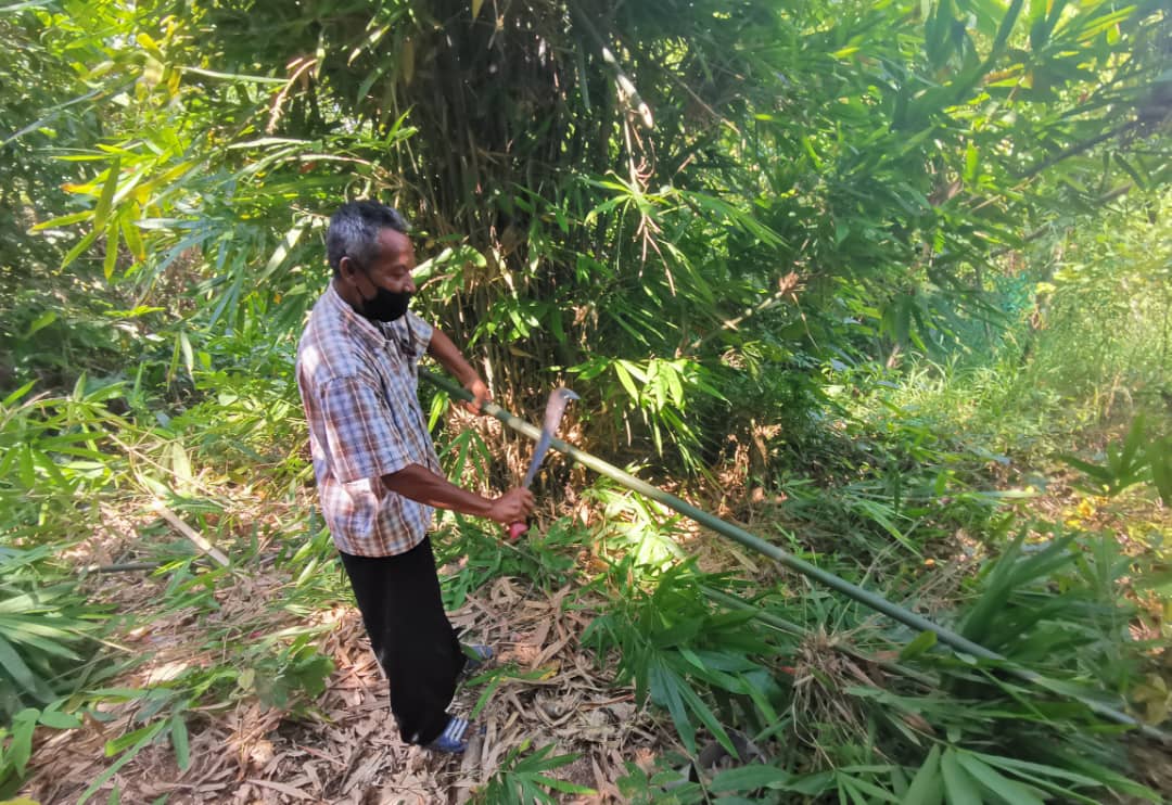 Buluh lemang makin sukar dicari - Utusan Malaysia