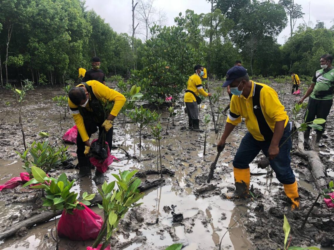 Perak negeri perintis program paya bakau habitat pembiakan ikan ...