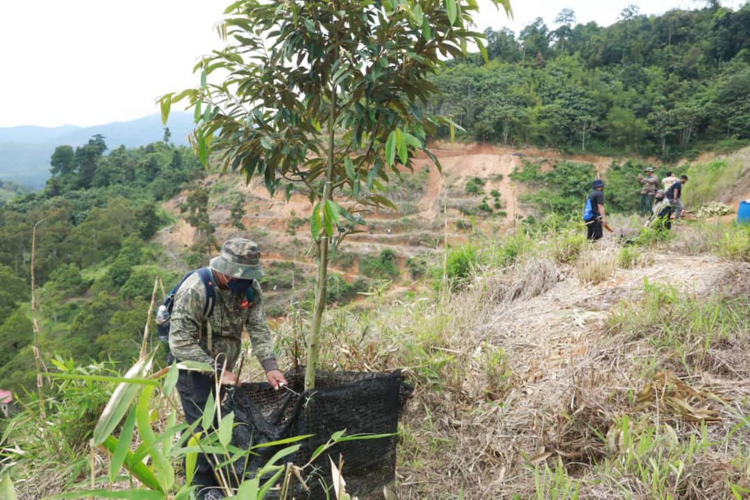600 pokok durian musang king dimusnahkan di Raub - Utusan Malaysia
