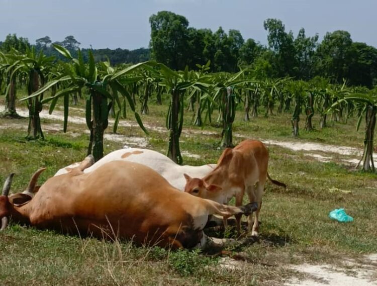 Penternak rugi 40 ekor lembu mati disyaki diracun - Utusan Malaysia
