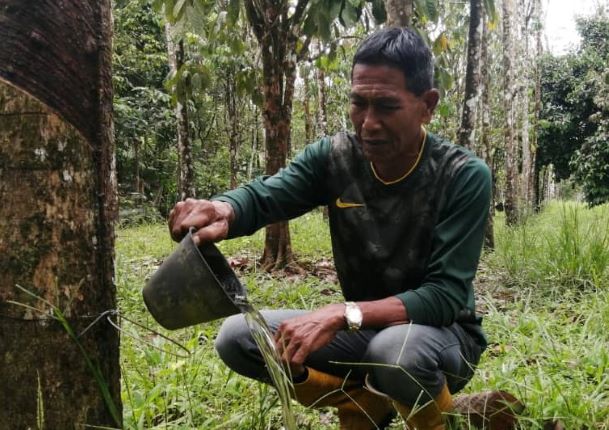 Penoreh getah ‘ikat perut’ hadapi musim tengkujuh