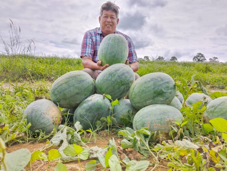 Tembikai laris ketika cuaca panas