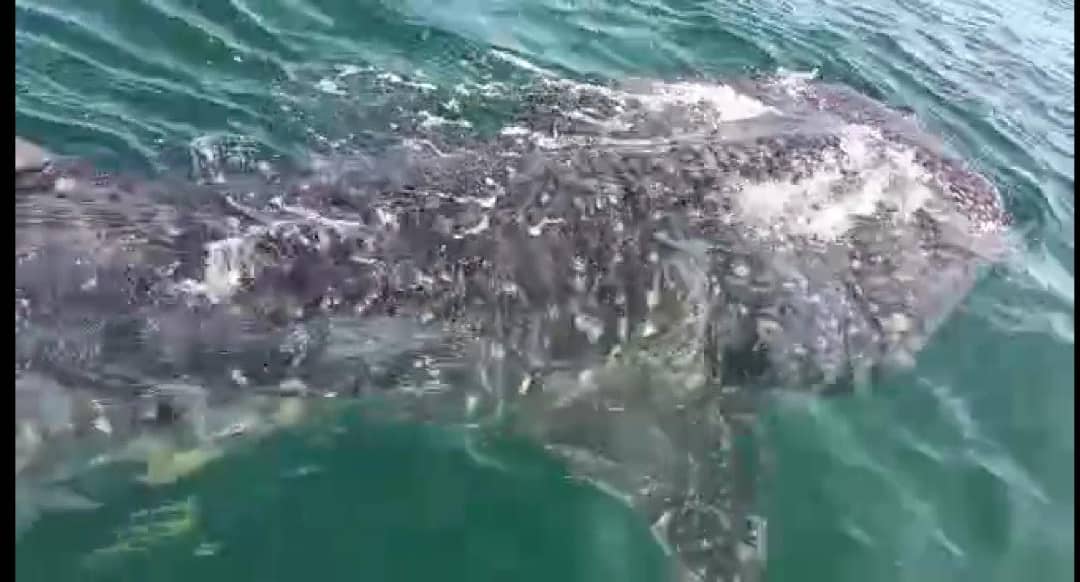 [VIDEO] Ikan yu paus sepanjang tujuh meter muncul di perairan Pulau ...