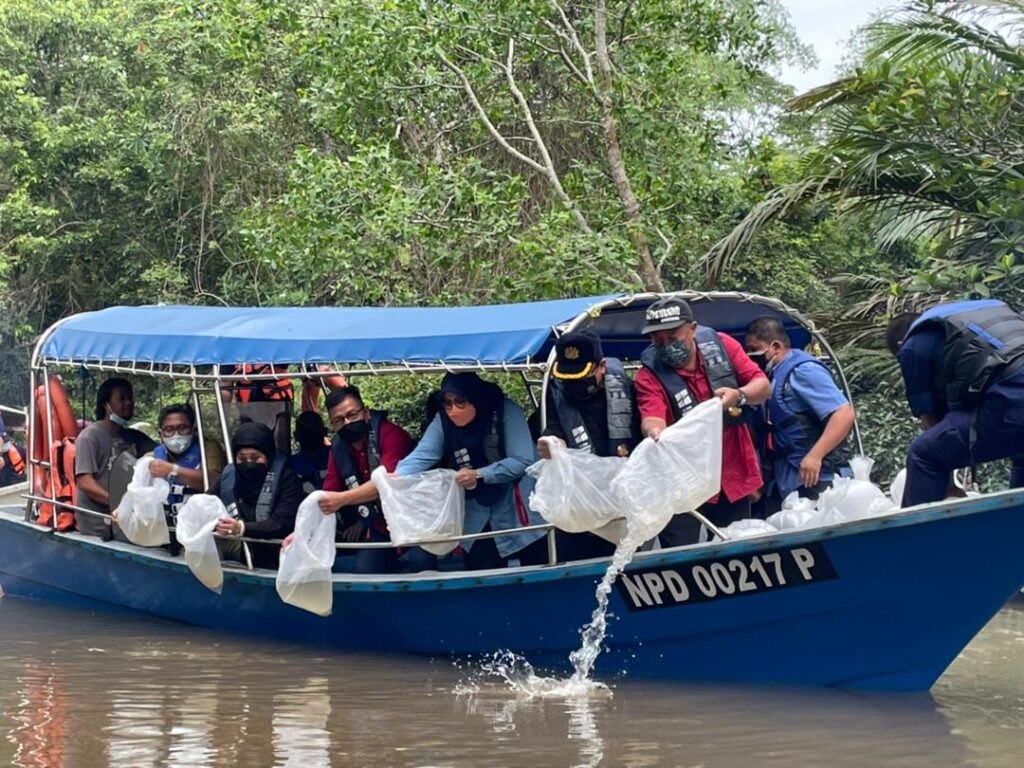 470,000 benih ikan, udang dilepas tampung protein negara - Utusan Malaysia