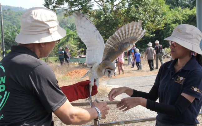 Burung pungguk jelapang kaedah alternatif kawalan biologi