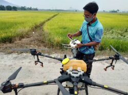 Guna dron tingkat hasil sawah padi - Utusan Malaysia