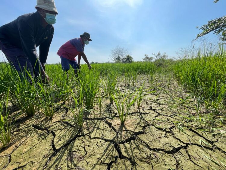 Bendang kering-kontang, 150 pesawah bakal rugi RM800,000 - Utusan Malaysia