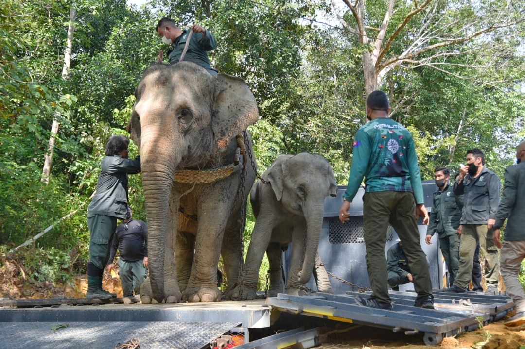 Lapan jam pindahkan Mek La, Mek Tiga - Utusan Malaysia