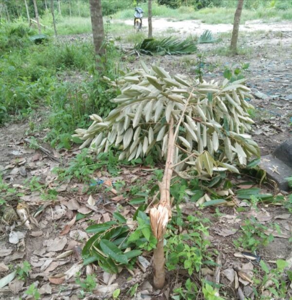 Gajah liar kembali mengganas, tanaman musnah, penduduk Simoi Baru takut ...
