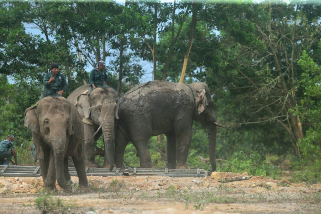 Gajah liar sesat diberi nama Pandan dihantar ke Tasik Kenyir - Utusan ...