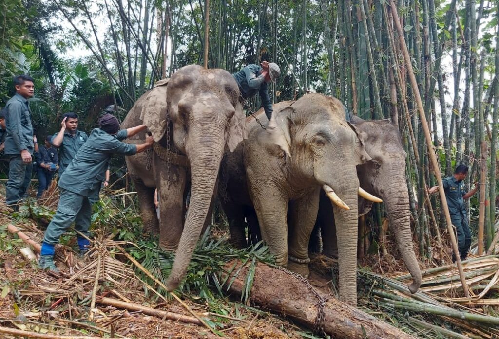 Gajah ragut dua nyawa di Kampung Orang Asli Simoi Lama dan Sinderut ...