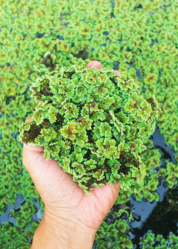 Azolla pinnata berpotensi ganti makanan ayam
