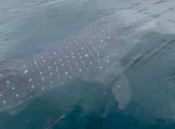 Kemunculan ikan yu paus tarik perhatian - Utusan Malaysia