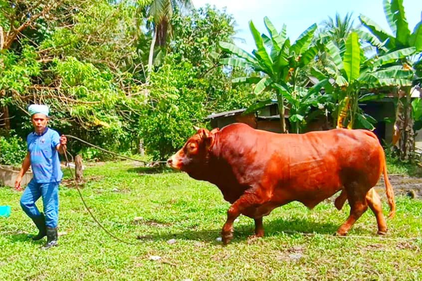 Jogho raih gangsa - Utusan Malaysia