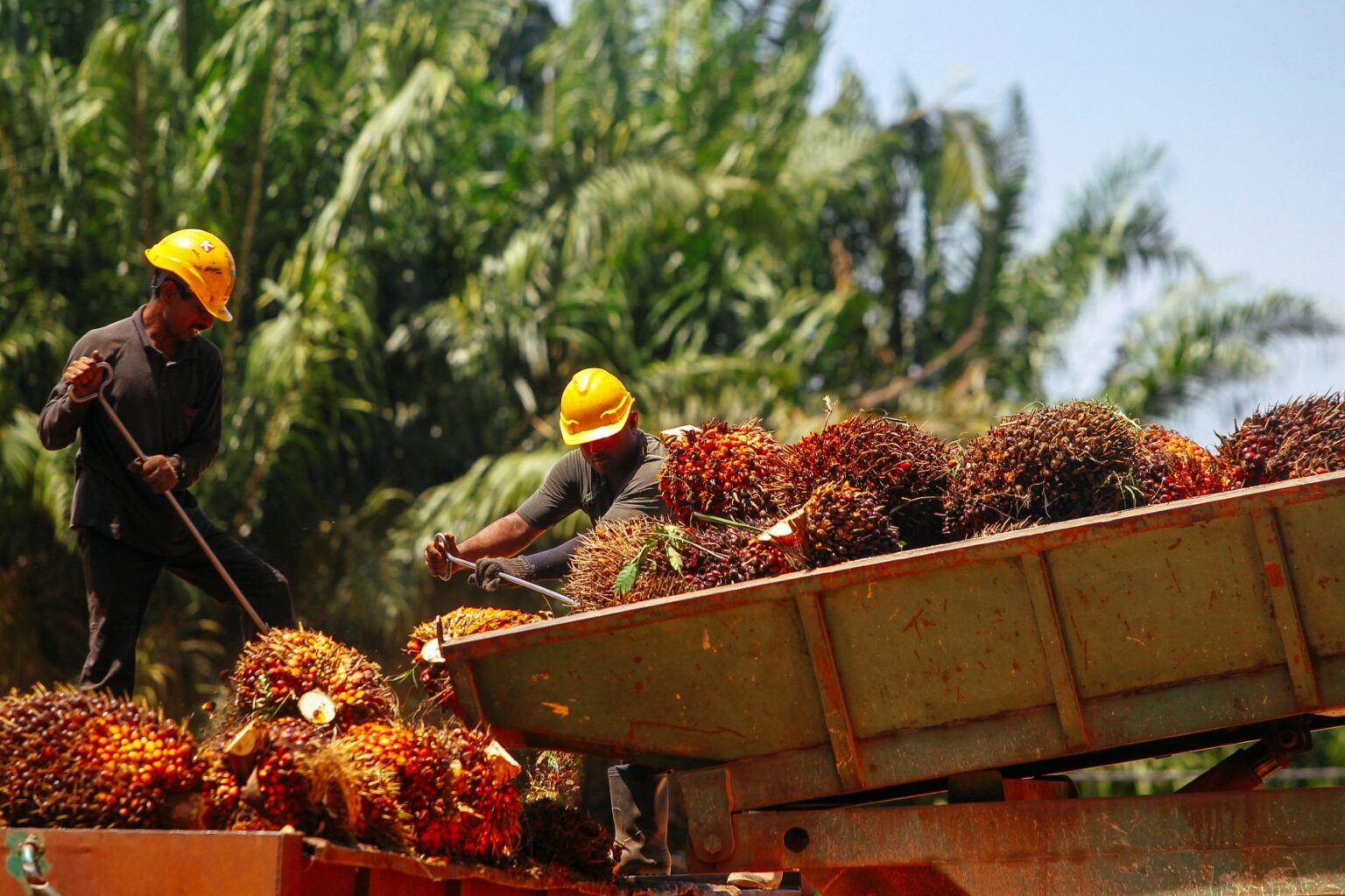Sektor ladang kelapa sawit kekurangan 200,000 buruh asing - Utusan Malaysia