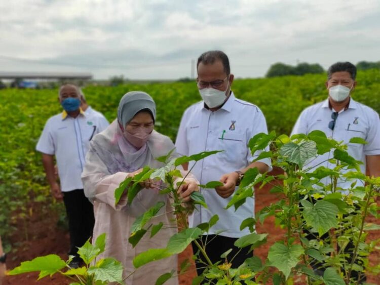 Perlis bakal jadi pengeluar produk kenaf - Utusan Malaysia