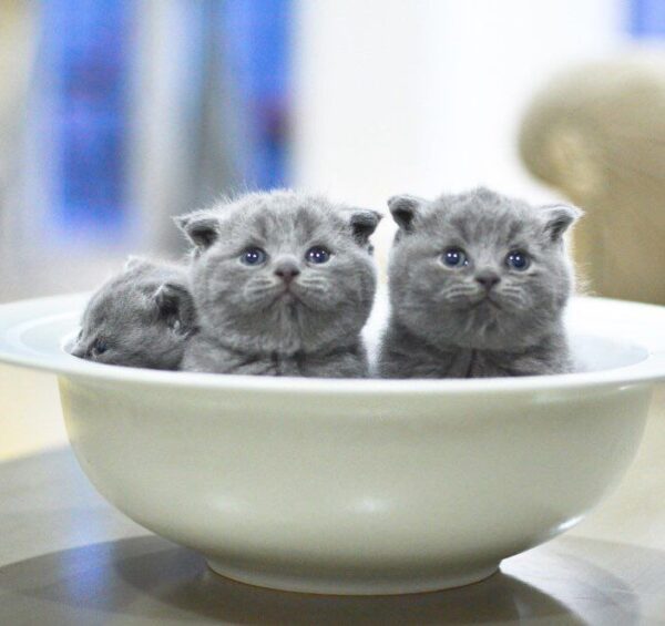 Baka kucing Eropah laris - Utusan Malaysia