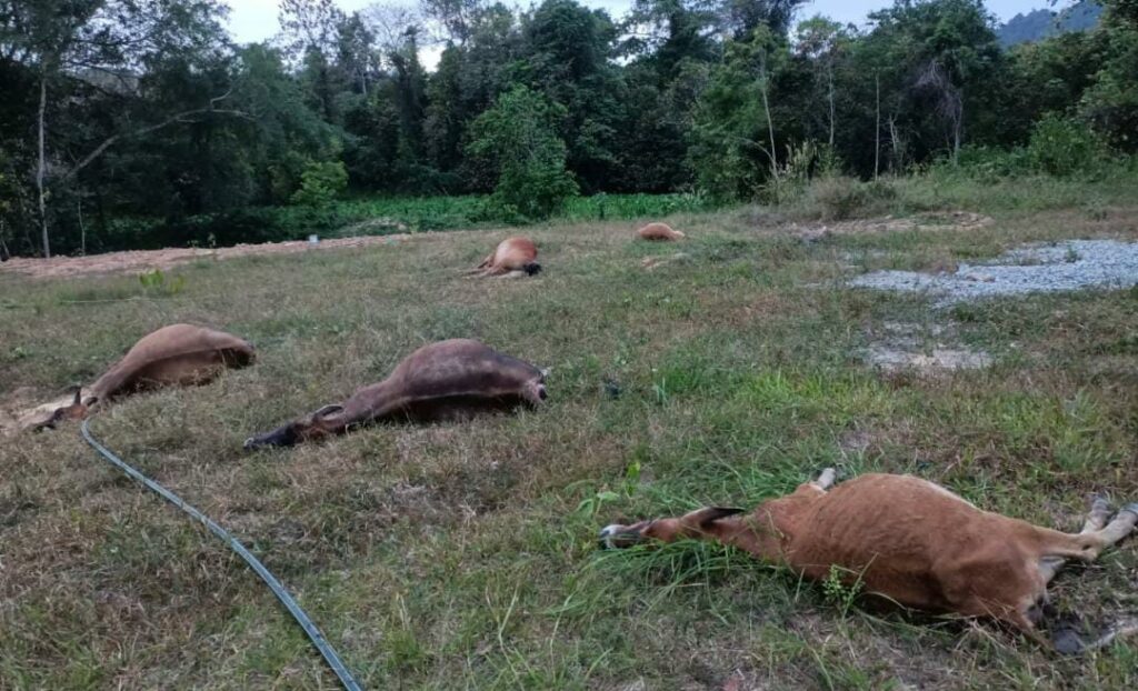 17 ekor lembu mati disyaki diracun - Utusan Malaysia