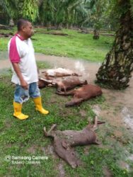 Rugi RM17,000 enam ekor lembu mati dipanah petir - Utusan Malaysia