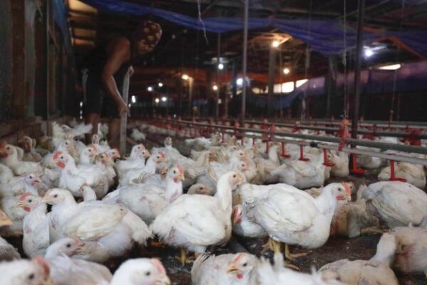 Bangunkan sendiri sektor hasil makanan ayam
