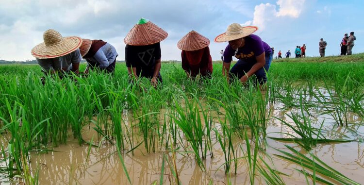 Kerajaan pertimbang syor tanam padi lima musim dalam dua tahun