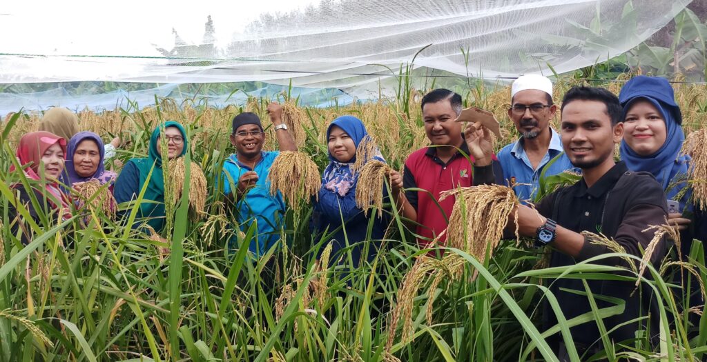 Padi huma landai berbuah