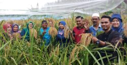 Padi huma landai berbuah