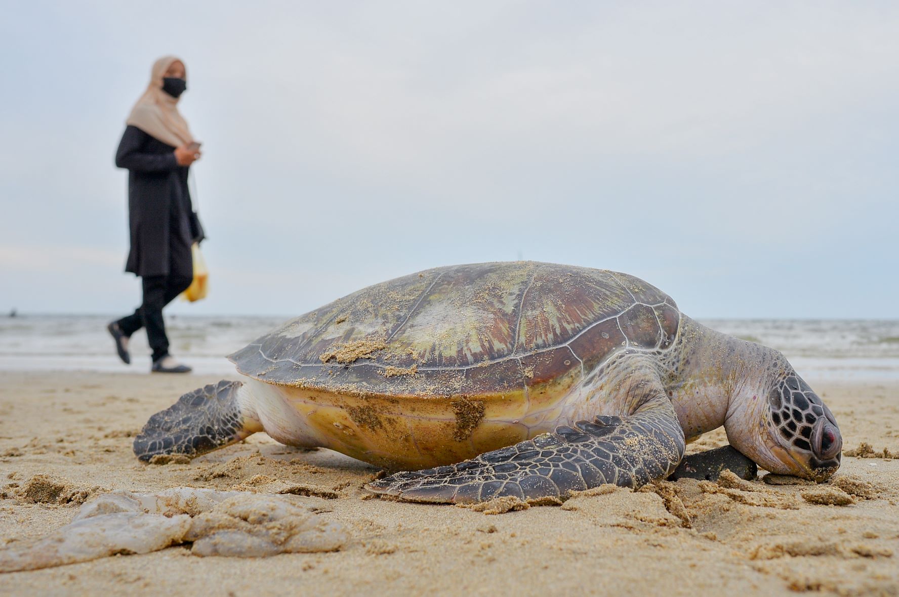 Bangkai penyu agar dengan mata berdarah ditemukan di Pantai Pandak