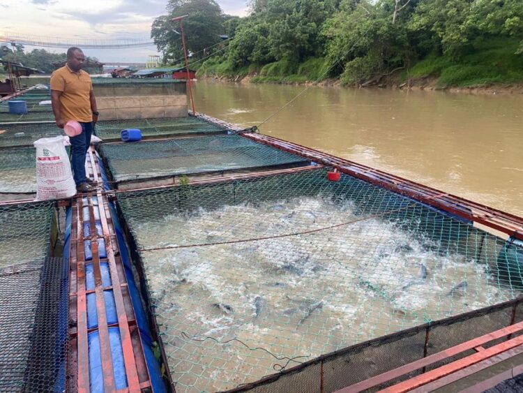 Lebih 11 juta ikan patin sangkar mati sejak 2020