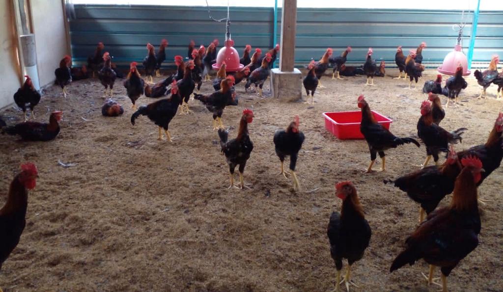Rezeki beralih bidang, mampu pasarkan lebih 2,000 ekor ayam kampung ...