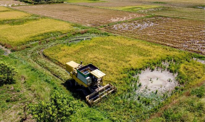 Perlis sasar hasil padi 384,000 tan menjelang 2025