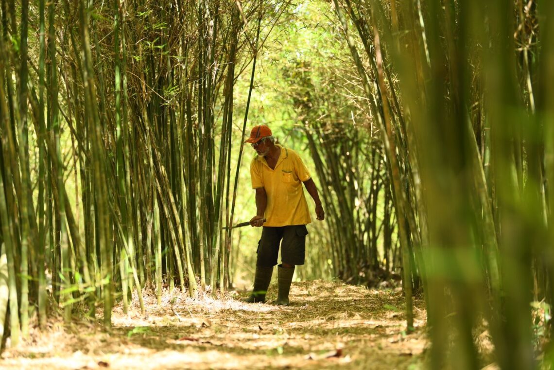 Rebung madu jadi ‘penyelamat’ harumanis