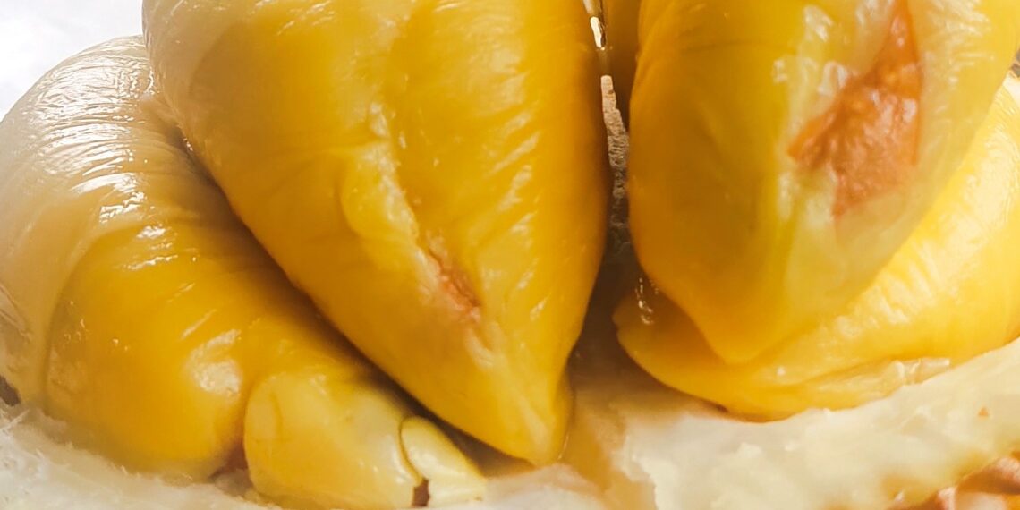 Rimba by Dking tarikan di Karak - Utusan Malaysia