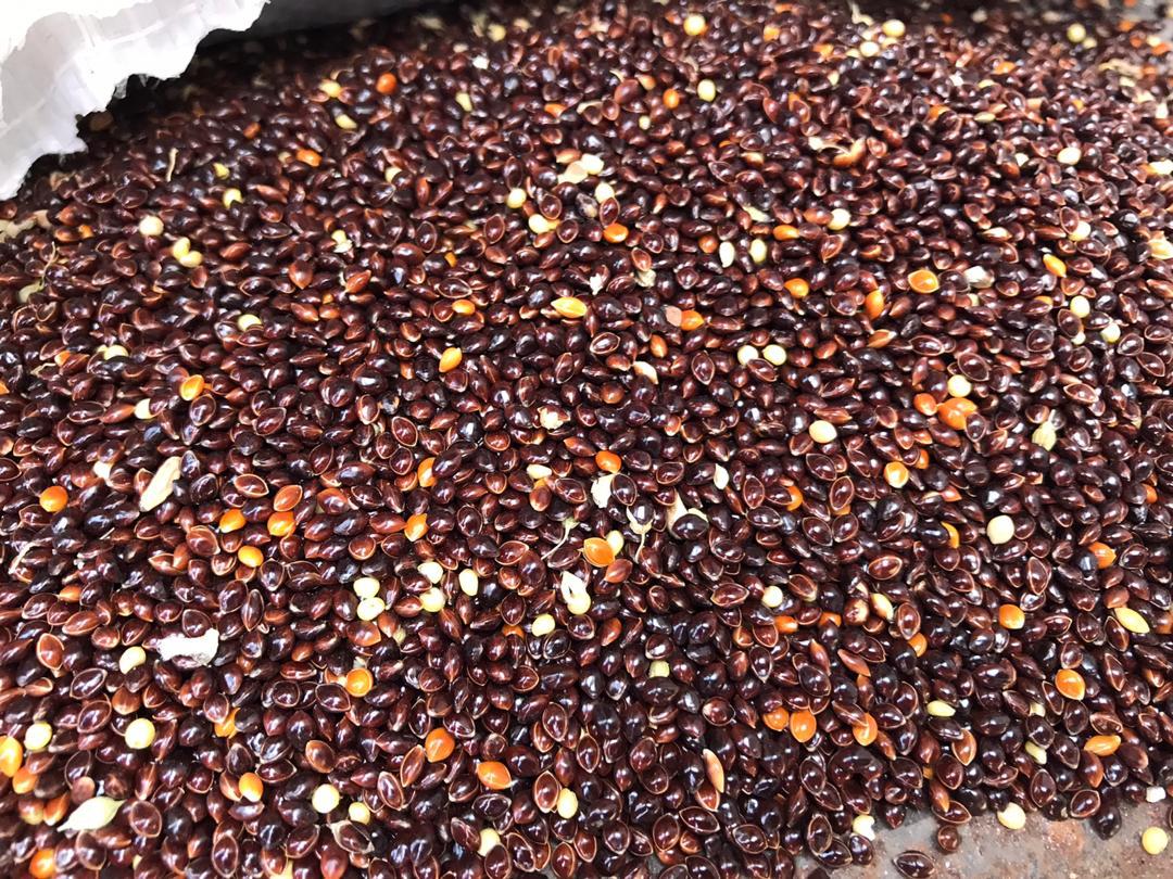 46 tan biji sekoi dirampas - Utusan Malaysia