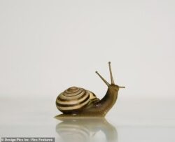 Polis UK dibenarkan bawa siput babi ketika bertugas