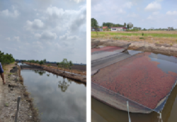 Azolla pinnata berpotensi ganti makanan ayam