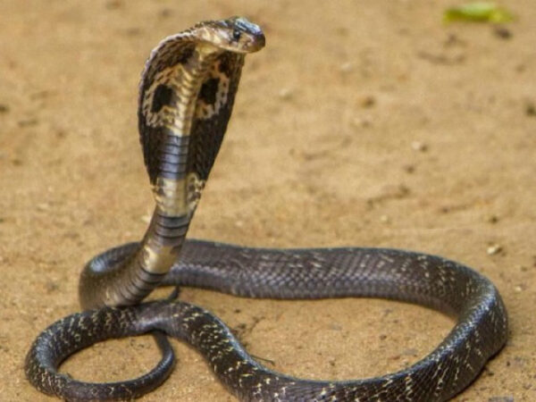 41 ekor ular tedung ditemukan bersarang di sekolah - Utusan Malaysia