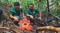 Wartakan kawasan hutan habitat bunga pakma